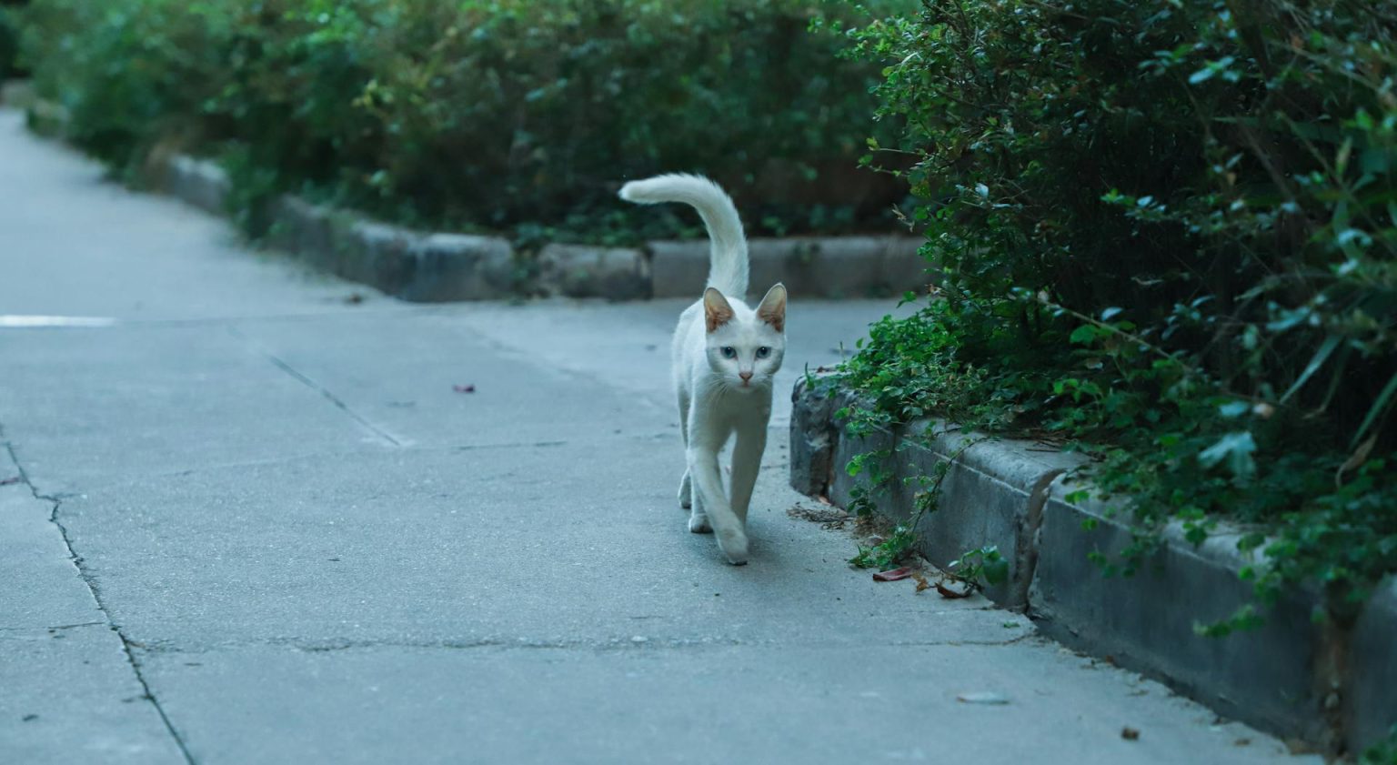 Why Do Cats Have Tails? Vet-Reviewed Science & Facts - Catster