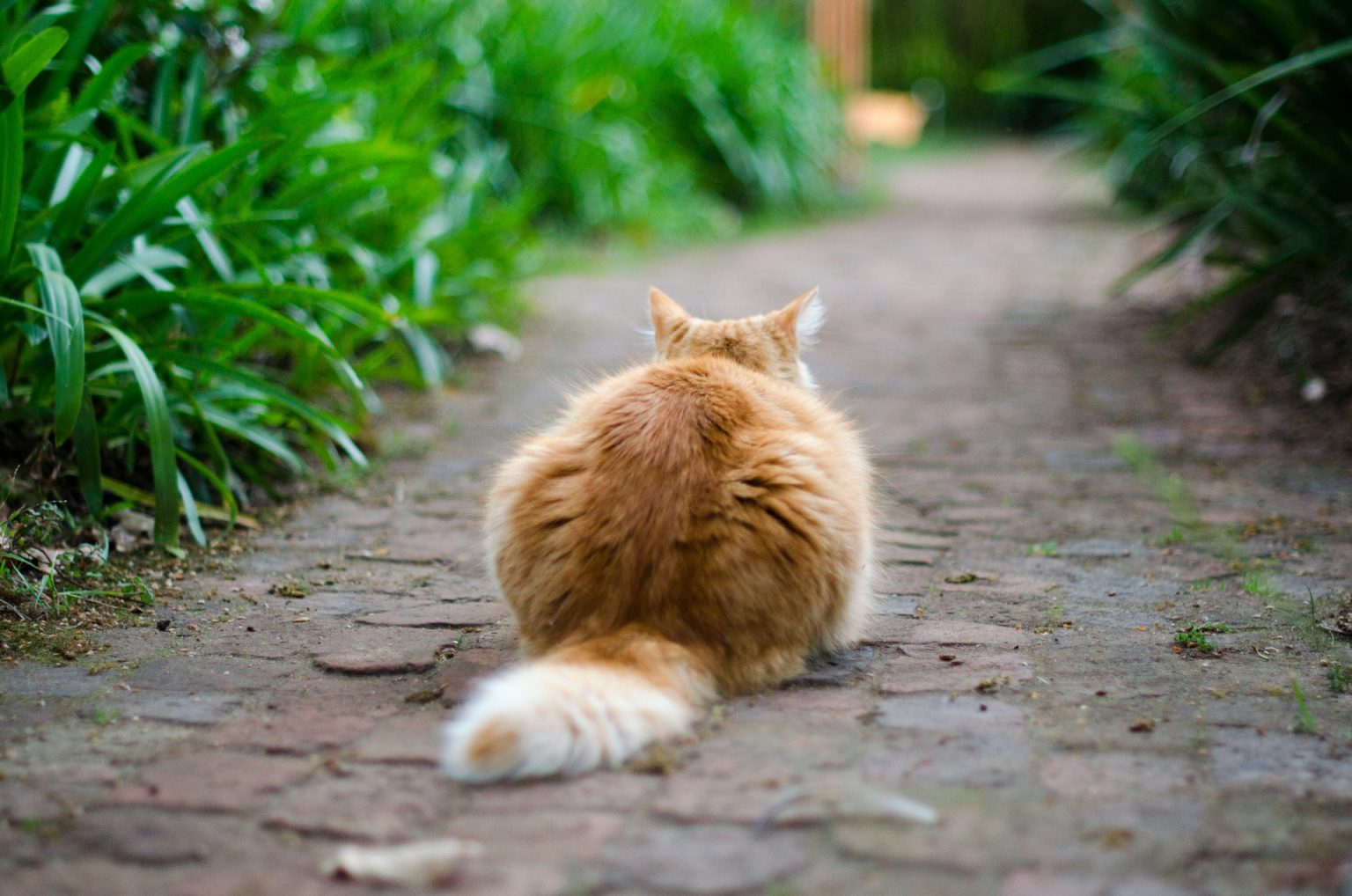 Why Do Cats Have Tails? Vet-Reviewed Science & Facts - Catster