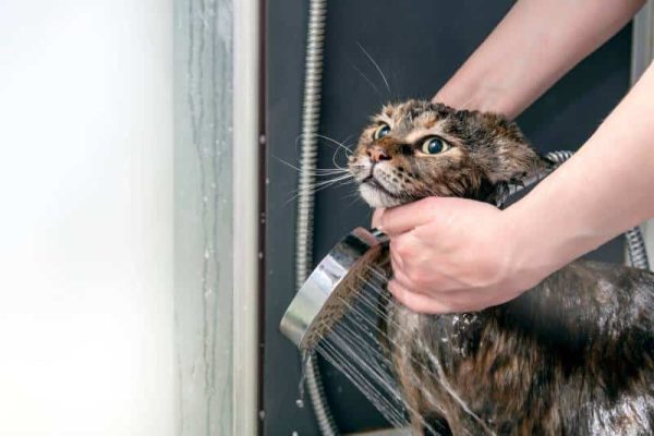 Can You Wash a Cat With Just Water? 6 Vet-Reviewed Tips & FAQs - Catster
