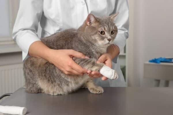 How to Treat a Burned Cat Paw Pad: 6 Vet-Approved Tips - Catster