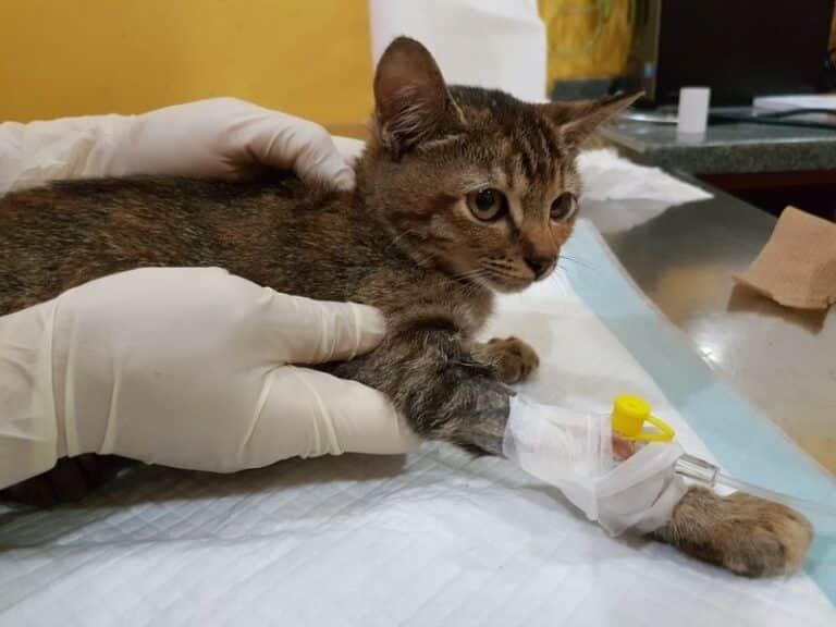 What’s the Cost of Chemotherapy for Cats? 2026 Price Overview (Vet ...