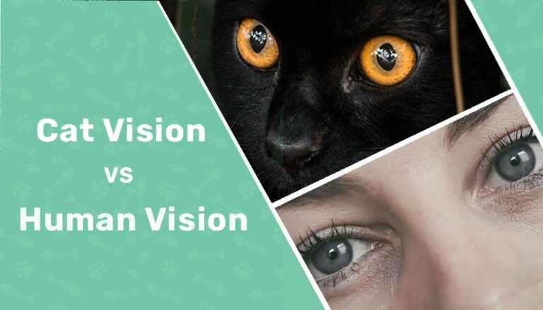 Cat Vision vs. Human Vision: Vet-Reviewed Differences (With Infographic ...