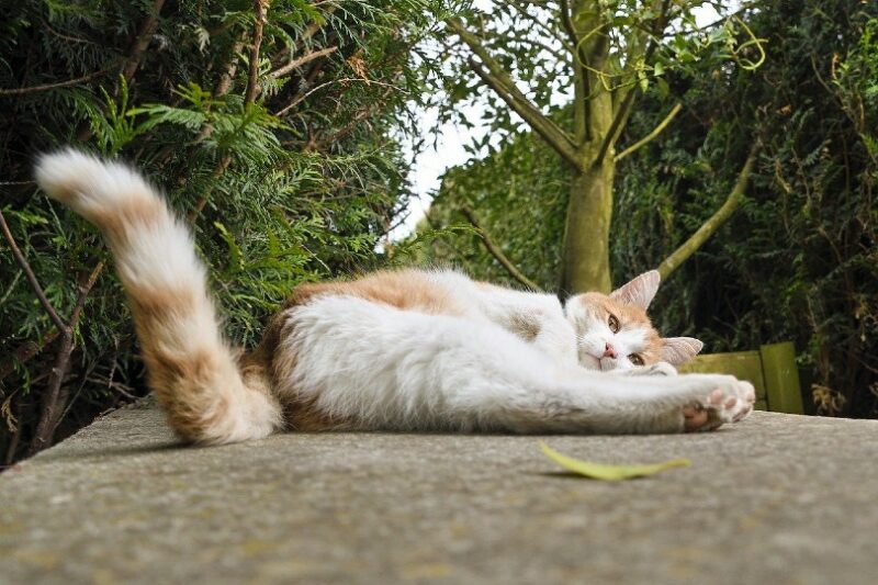 Why Do Cats Wag Their Tails 7 Reasons For The Behavior Catster