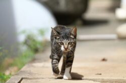 How Do Cats Walk? Our Vet Explains - Catster
