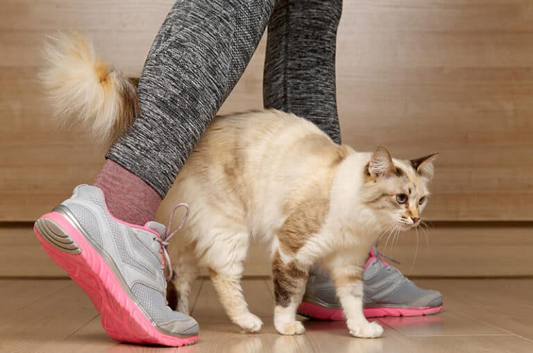 Is Your Pet a Tripping Hazard? Surprising Facts & Prevention Tips - Catster