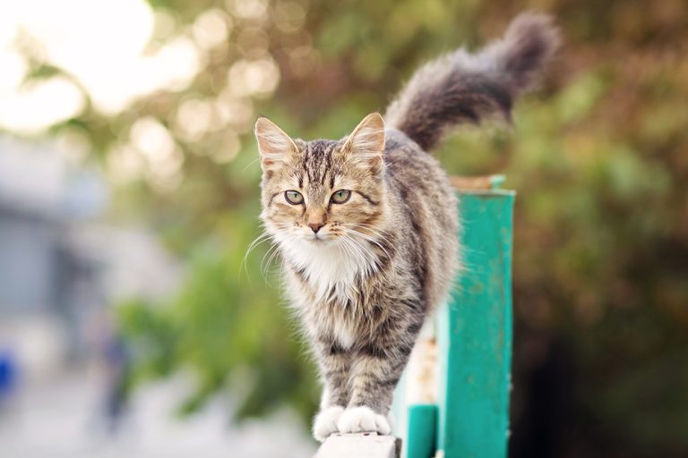 What Is a Community Cat? Facts & FAQ - Catster