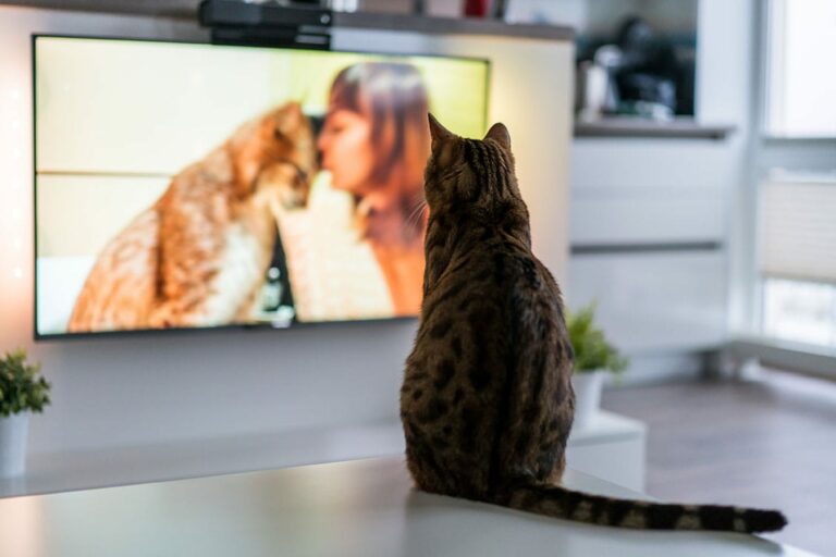 How to Cat Proof a TV: 9 Vet-Approved Tips & Tricks - Catster