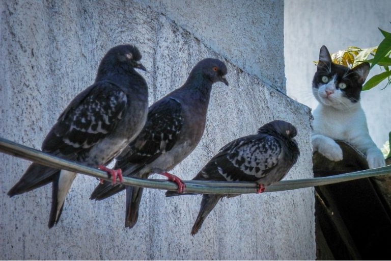 Why Does My Cat Chirp at Birds? 3 Vet-Verified Common Reasons - Catster