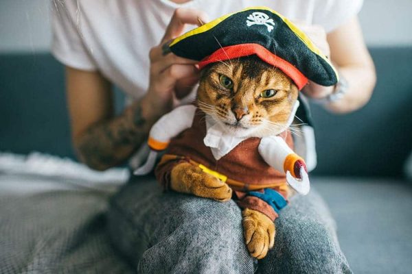 10 DIY Halloween Costumes for Cats You Can Create Today (with Pictures ...