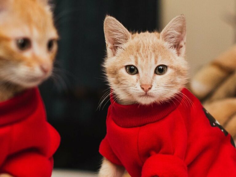 7 Amazing DIY Clothes for Cats You Can Create at Home (With Pictures ...