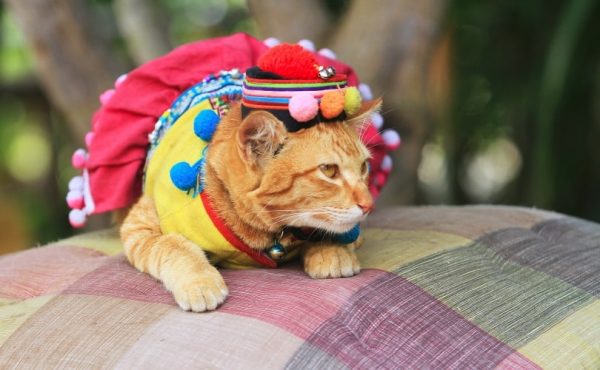 Hippie Cat Names: 240 Great Ideas for Your Laid-Back Cat - Catster