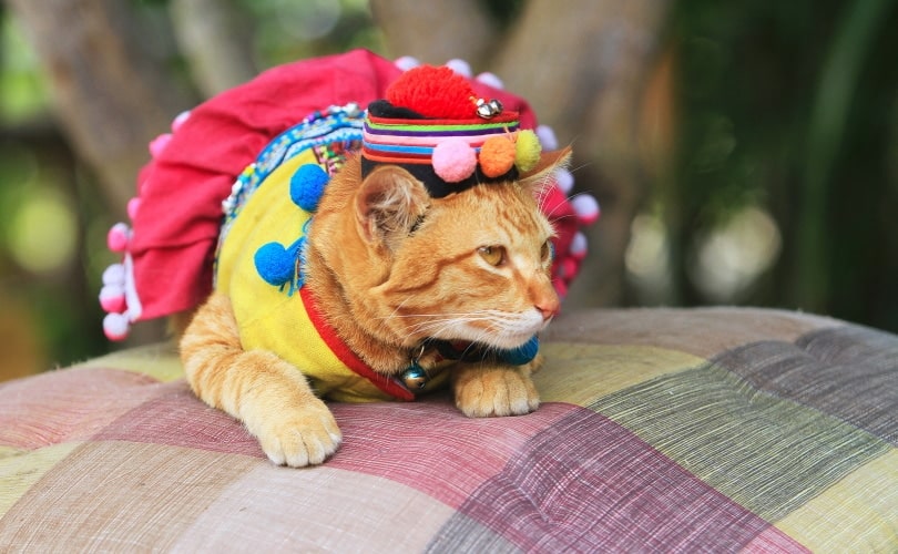 Hippie Cat Names: 240 Great Ideas for Your Laid-Back Cat - Catster