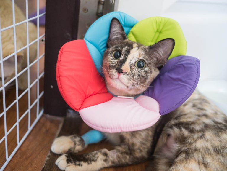 5 Vet-Approved DIY Cat Cones to Make at Home (With Pictures) - Catster
