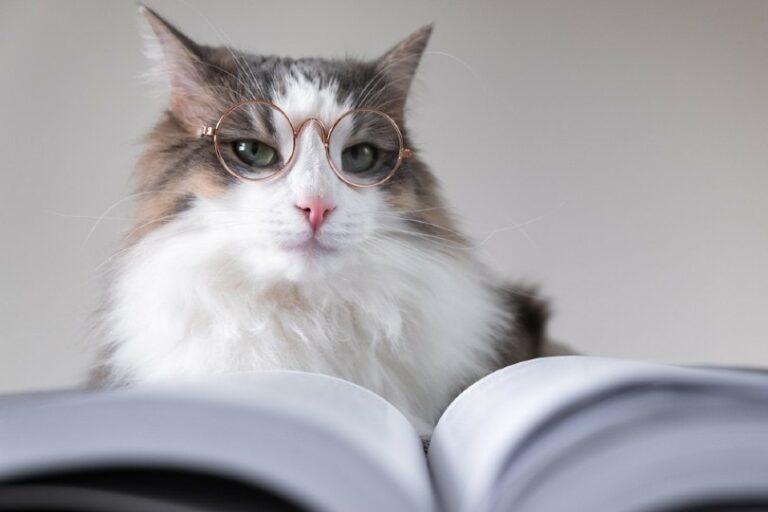 Are Cats Smarter Than Dogs? Vet-Verified Facts & Intelligence Explained ...