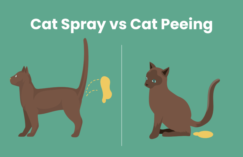 Cat Spraying vs Peeing: Main Differences (With Infographic) - Catster