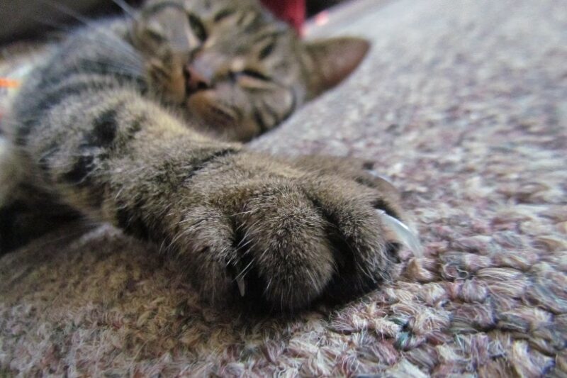 10 Interesting Facts About Cat Claws & Their Anatomy (Vet-Reviewed ...