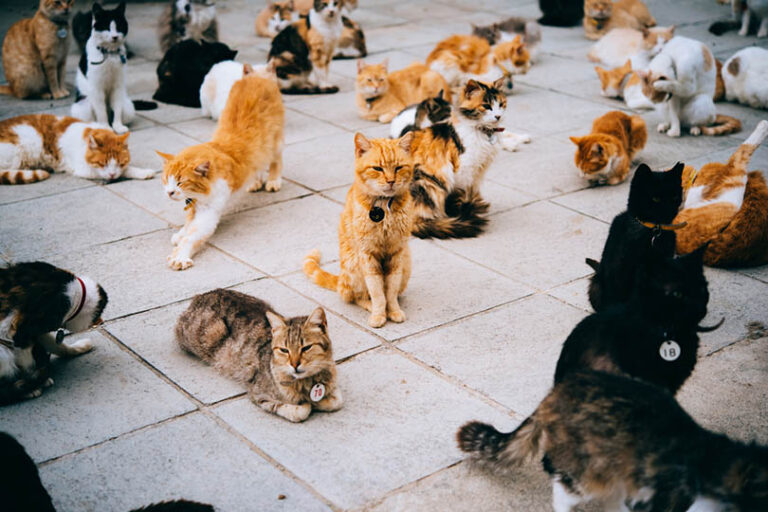 In the Jail Cats Program, Prisoners Socialize Shelter Kittens - Catster