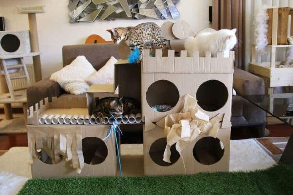 8 DIY Indoor Cat House Plans You Can Make Today (With Pictures) - Catster