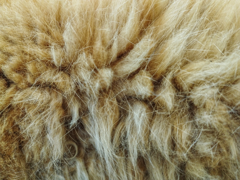 Why Is My Cat’s Fur Suddenly Matted? 7 Vet-Reviewed Reasons - Catster