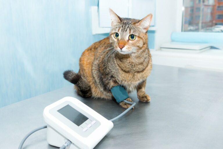 Normal Cat Blood Pressure: Vet-Approved Information & Facts - Catster
