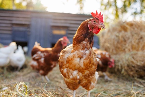 Will Barn Cats Kill Chickens? The Interesting Answer (Vet-Approved ...