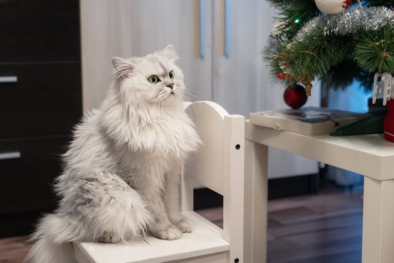 18 Vet-Verified Persian Cat Colors & Patterns (With Pictures) - Catster