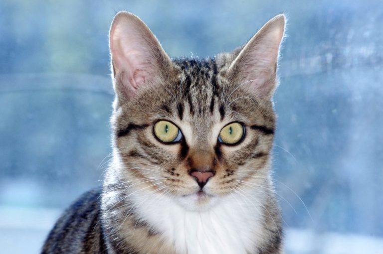 Dragon Li vs Tabby: What’s the Difference? (With Pictures, Vet-Reviewed ...