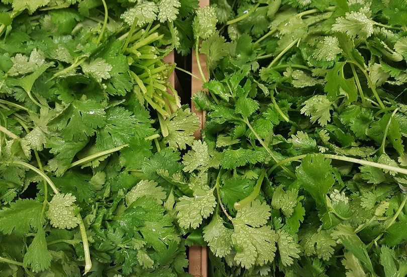 Can Cats Eat Cilantro? Vet-Reviewed Nutritional Facts & FAQ - Catster