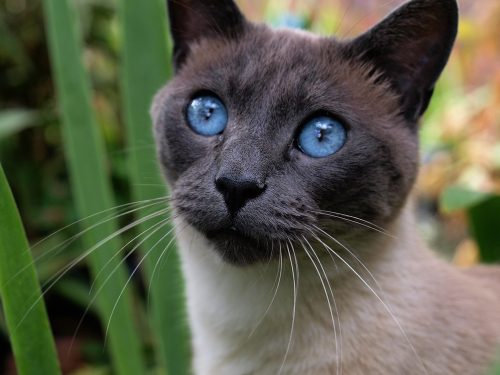 8 Types of Siamese Cats: Colors, Variations, Pictures, Traits & Facts ...