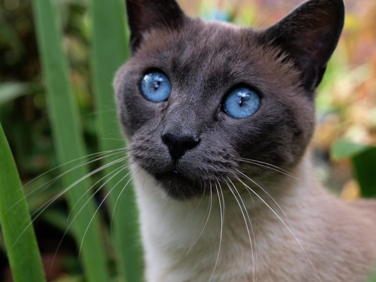 8 Types of Siamese Cats: Colors, Variations, Pictures, Traits & Facts ...