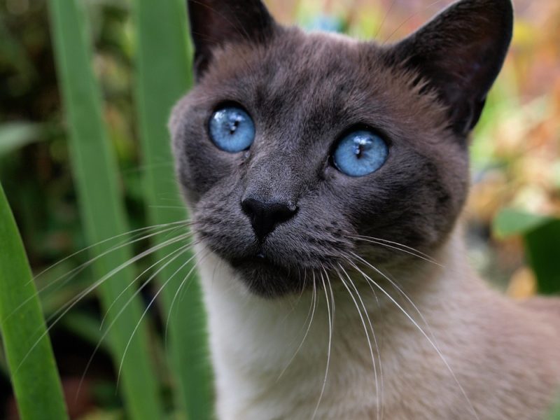8 Types of Siamese Cats: Colors, Variations, Pictures, Traits & Facts ...