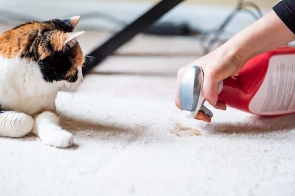 6 Best Cat-Friendly Flooring Options: Tips & Pictures - Catster