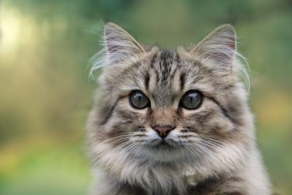 How to Tell Cat Gender By Face? 3 Vet-Approved Ways - Catster