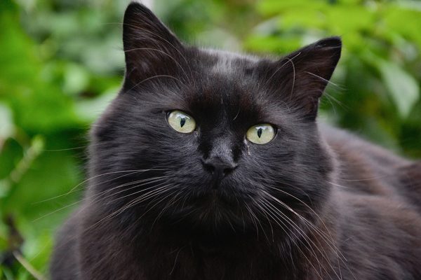 14 Gorgeous Black Cat Breeds (With Info & Pictures) - Catster
