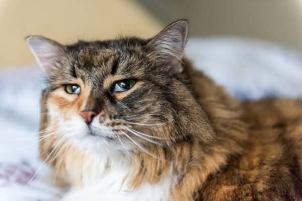 10 Common Cat Genetic Mutations (Vet-Approved) - Catster