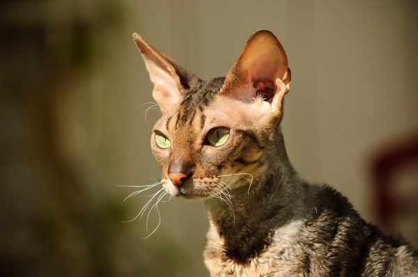 What Breed Is My Cat? Vet Approved Identification Guide (with Pictures ...