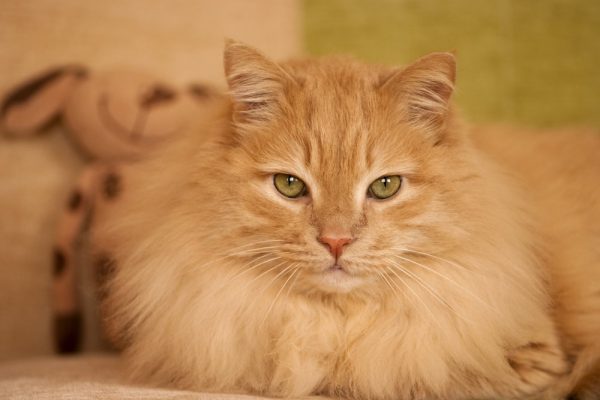 600 Names for Cream Colored Cats: The Ultimate List for Your Pet - Catster