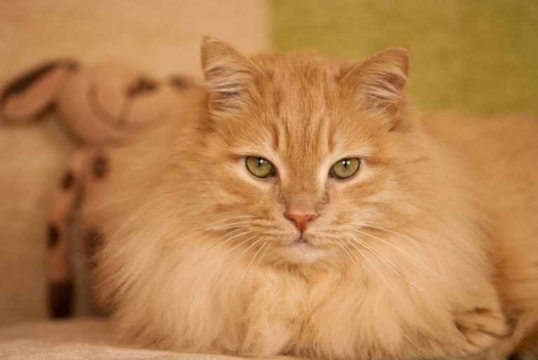 600 Names for Cream Colored Cats: The Ultimate List for Your Pet - Catster