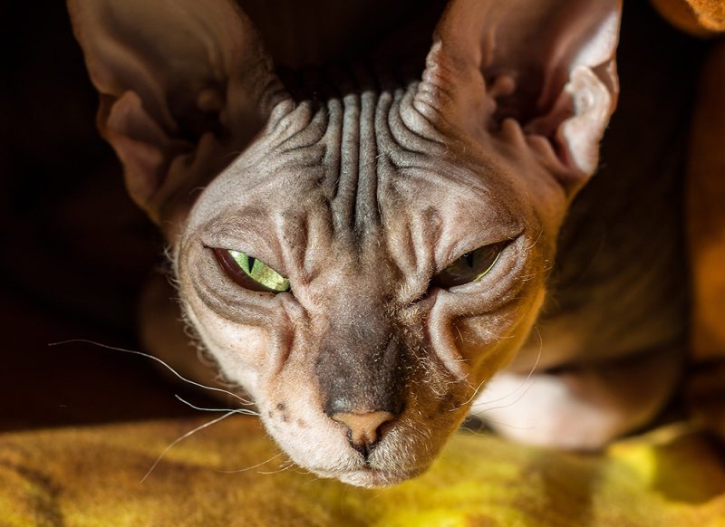 Donskoy Cat Breed: Info, Pictures, Temperament & Traits - Catster
