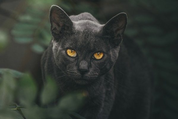 Cat Sìth: The “King of Cats” From Celtic Mythology - Catster