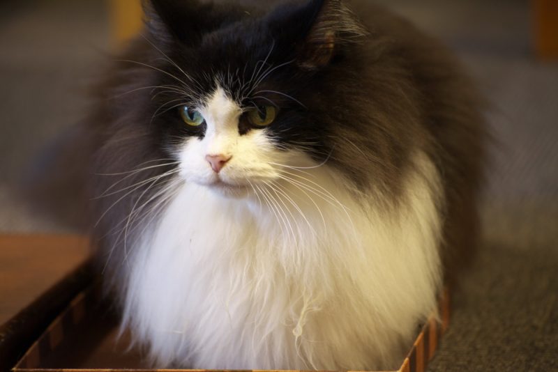 10 Cat Breeds That Can Act Like "Guard Cats" (With Info & Pictures ...
