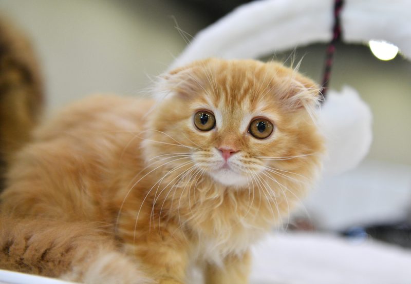 12 Most Fluffy Cat Breeds (With Info & Pictures) - Catster
