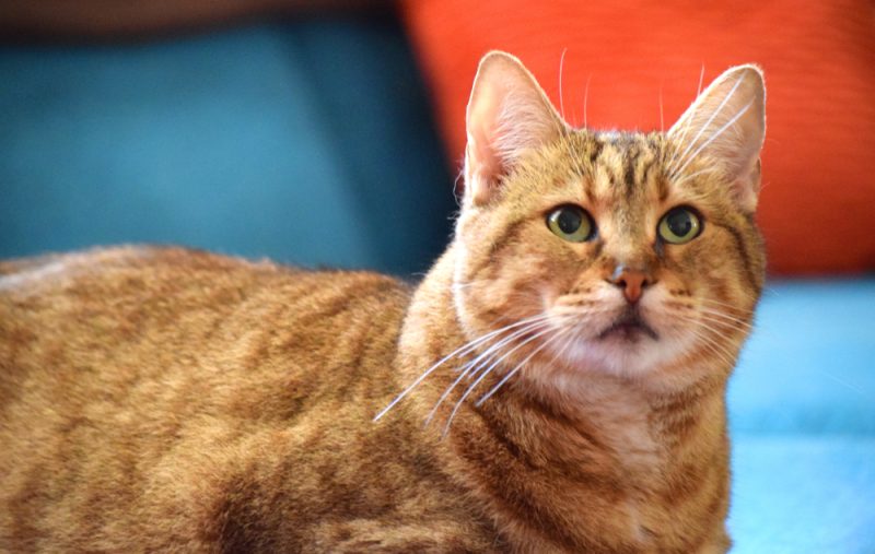 21 Hybrid Cat Breeds (With Info & Pictures) - Catster