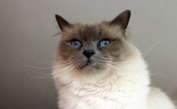 Birman Cat Breed: Info, Pictures, Characteristics & More - Catster