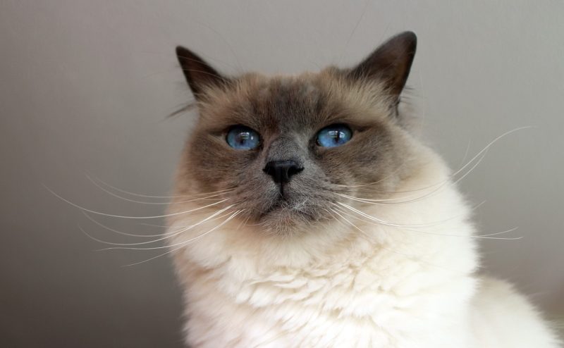 Australia's 15 Most Popular Cat Breeds in 2025 (With Info & Pictures ...