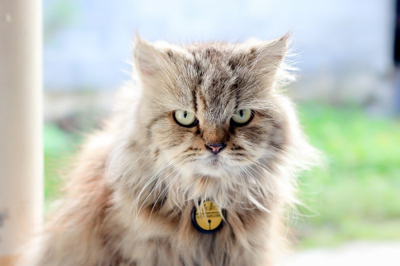 10 Most Popular Cat Breeds of 2024 (with Pictures) - Catster