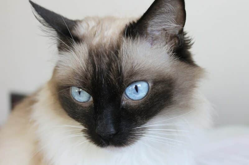 Snowshoe Cat Lifespan: How Long Do They Live? Average Lifespan Data ...