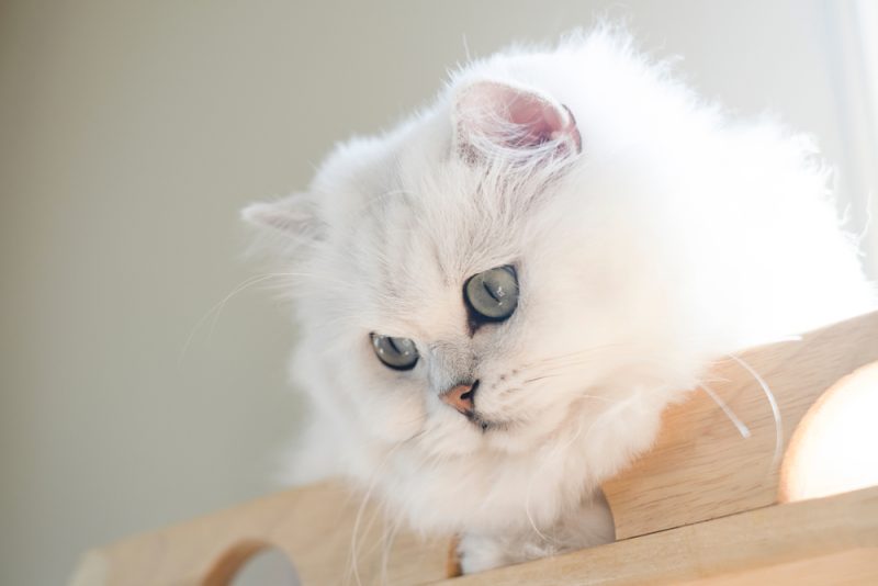 21 White Cat Breeds (With Info & Pictures) - Catster