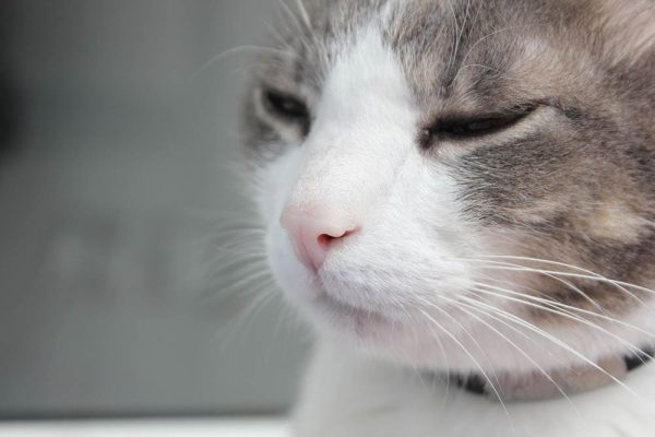 Why is My Cat Breathing So Hard? 9 Vet-Approved Reasons & What to Do ...