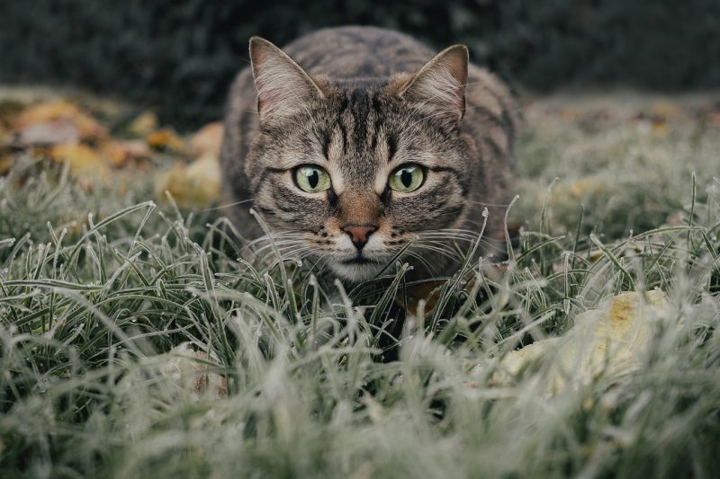 Classic vs Mackerel Tabby: Key Differences (With Pictures) - Catster